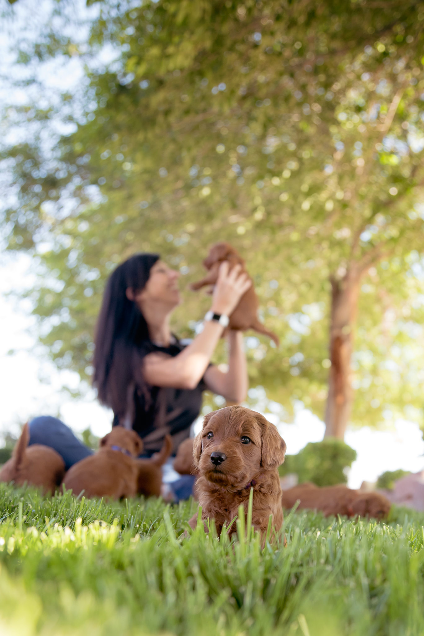 EB Dog Breeder Software: Get Empowered Today!